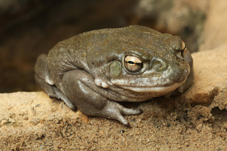 Inhaling Bufotoxins from the River Toad | Psychedelics Today