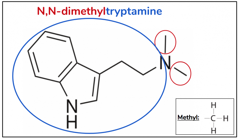 Psychedelic Tryptamine Chemistry | Psychedelics Today